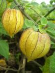 Condiciones para el establecimiento del Aguaymanto (Physalis peruviana ...